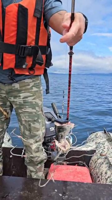 Ловил краба на краболовку от Mr. Musurok