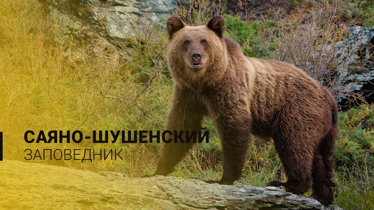 Саяно-Шушенский заповедник и его обитатели