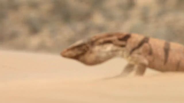 Омерзительная восьмерка-самые ужасные животные пустыни!  Всё как у зверей!