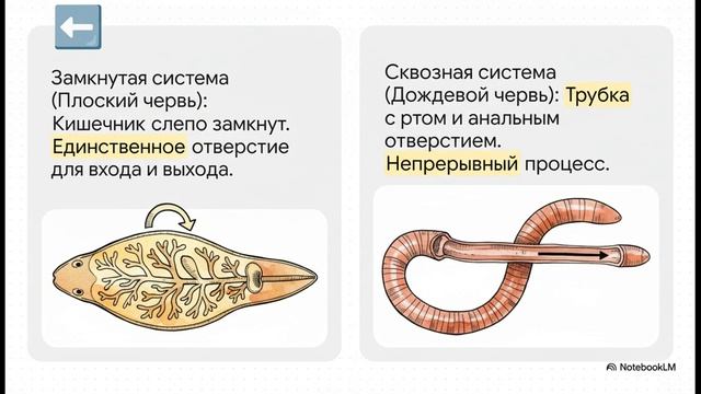 Биология 8 класс параграф 6 Питание и пищеварение у животных краткий пересказ