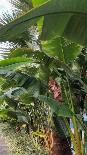 Утро в Vox Maris Resort Hotel 5*