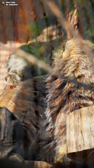 Манул Намика умывается, сидя на солнце. Ленинградский зоопарк
