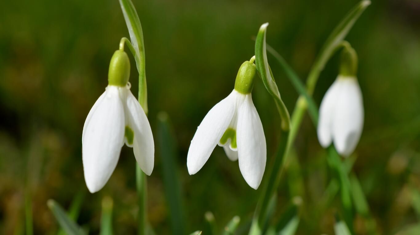 Мелодия весны звучит повсюду