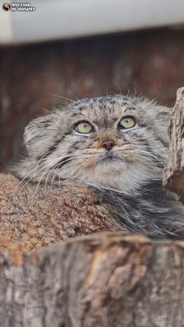 Манул Пепе проснулась и думает, что делать дальше. Ленинградский зоопарк