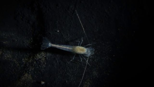 Протей-слепой ребенок-экстрасенс!  Все как у зверей!