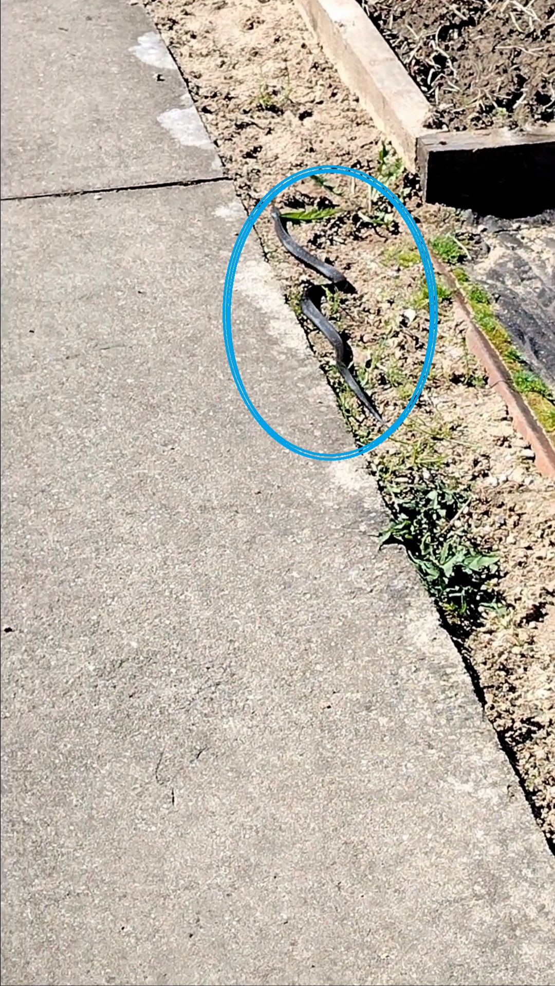 Кто проник к нам в огород?