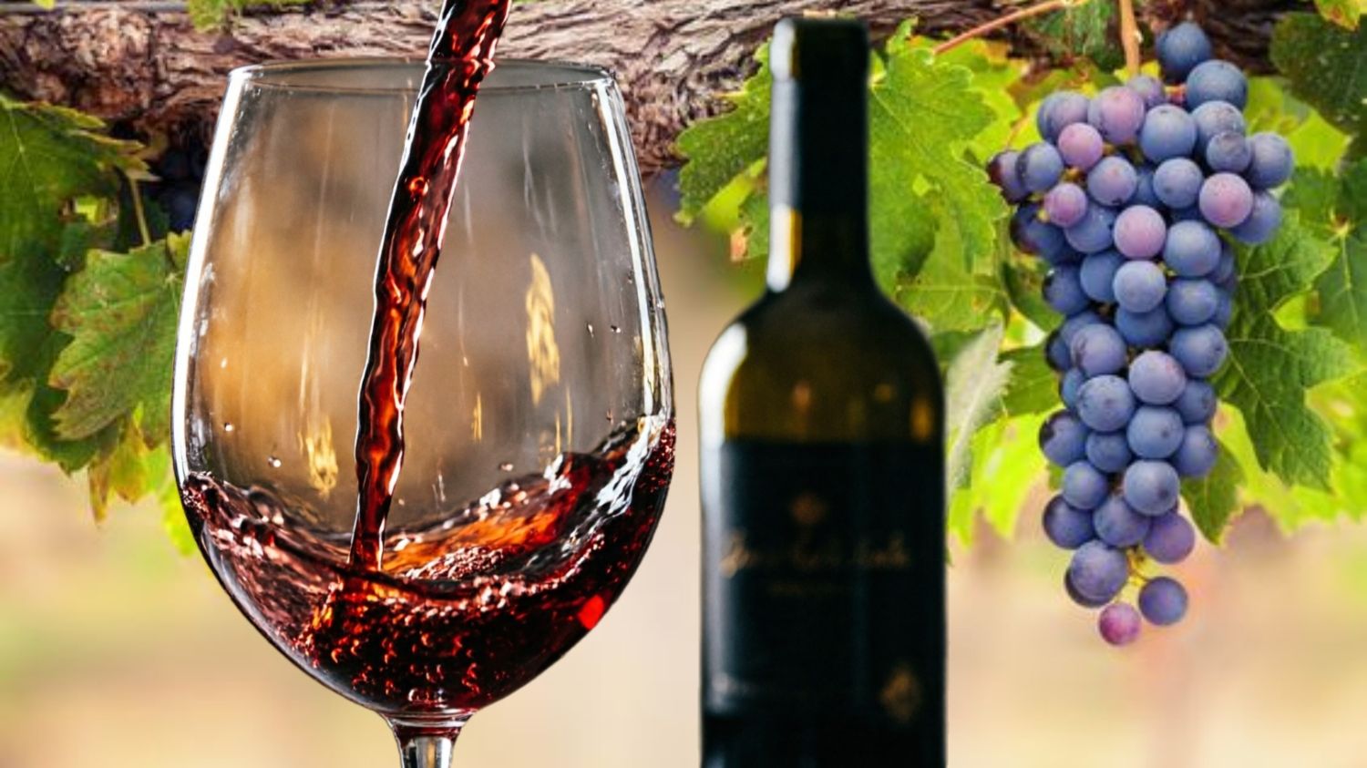 Винный виноград саженцы Ростов-на-Дону | Донская Лоза