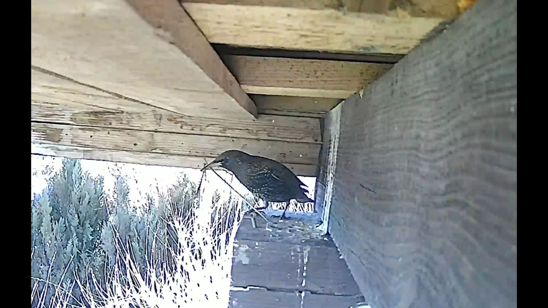 Скворцы обживают прошлогоднее жилье. В скворечнике жить не хотят.