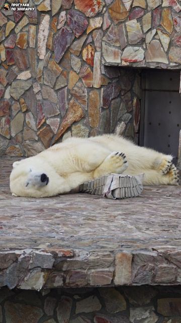Белая медведица Хаарчаана отдыхает. Ленинградский зоопарк