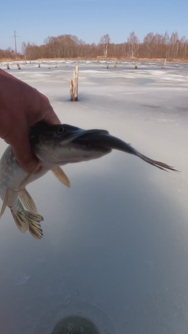 Расти рыбка большая!