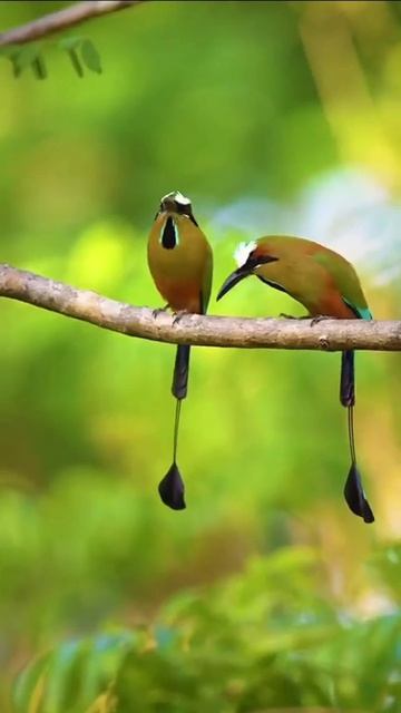 Бирюзовый мотмот — красочная тропическая птица с длинным хвостом.