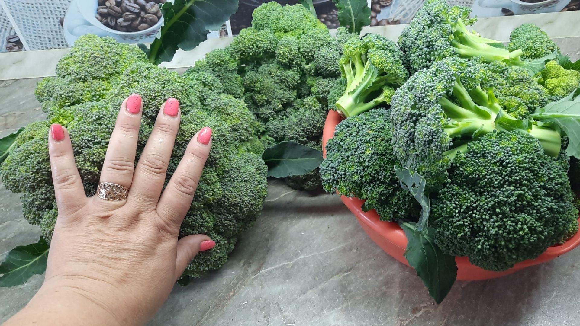 При таком посеве БРОККОЛИ ВЫРАСТЕТ У ВСЕХ!!