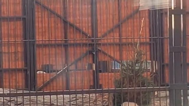 28.03.26г Песня для Киары