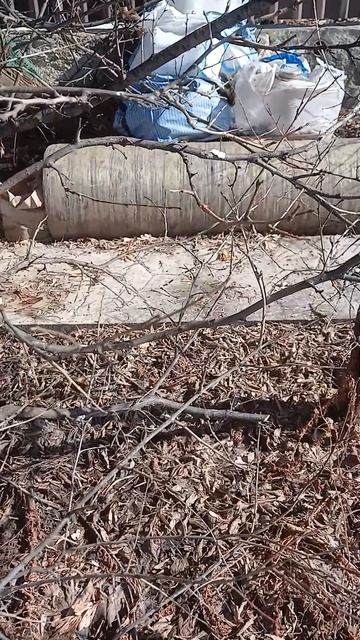 Зачем я обрезала сливу?