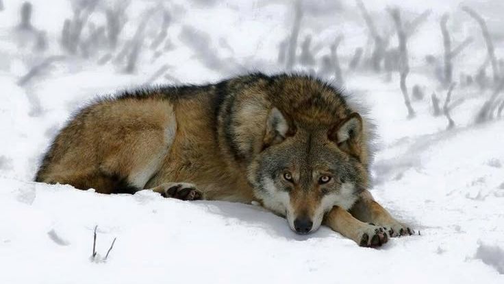 Достанут ли придурки ядрёну бомбу?