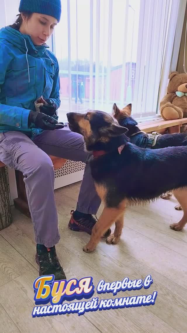 "Королева сенсаций"⚡ ❥ Приют в Малинках #приютдляживотных