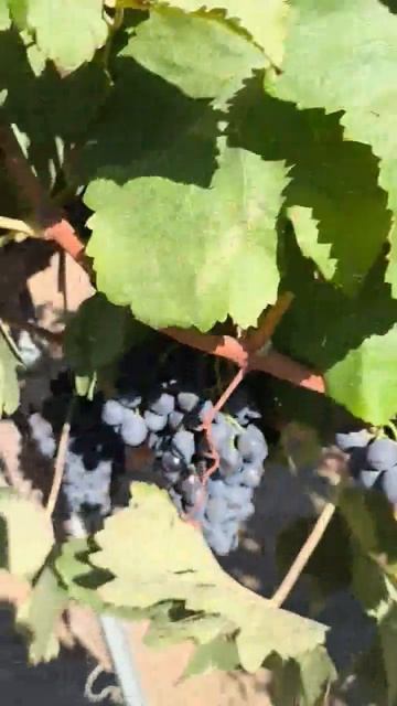 Предзаказ винограда технических сортов. Урожай августа 2026. Каберне, Мерло, Шардоне