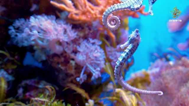 В животном мире единственный самец,который сам вынашивает детенышей |Чудеса сотворения.Подводный мир