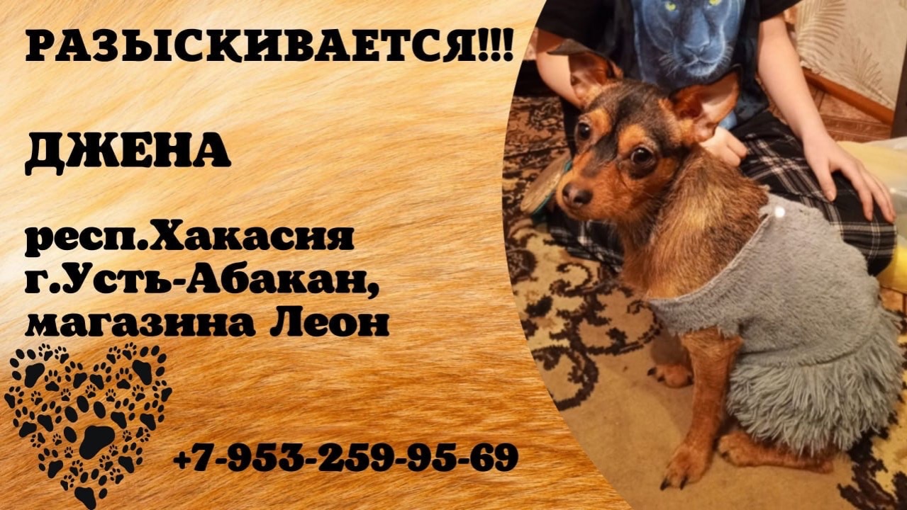 Пропала собака! ДЖЕНА. респ.Хакасия, г.Усть-Абакан.