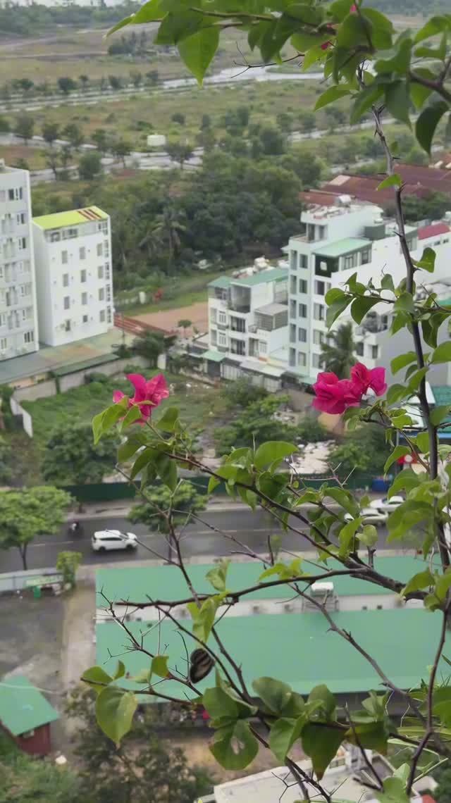 Тропики за окном Нячанг Вьетнам 2026