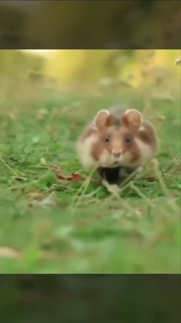 Это видео точно сделает ваш день лучше