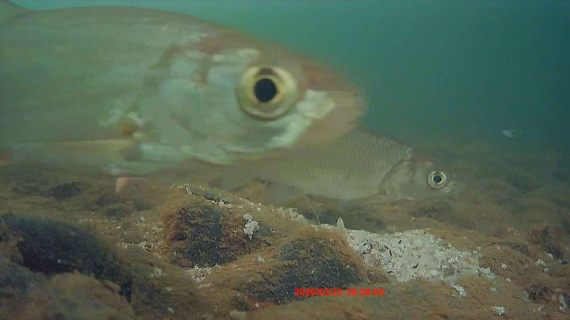 Охота и Рыбалка в Тайге 2026 Подводные съемки рыбы ЕЛЕЦ Рудиковка 23 марта Сибирь Лесосибирск