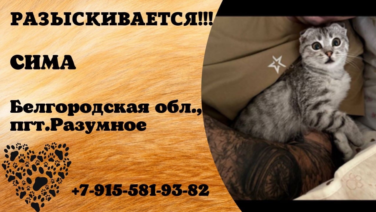 Пропала кошка! СИМА. Белгородская обл., пгт.Разумное.