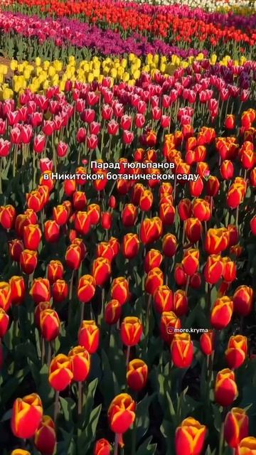 Ялта, Крым 4