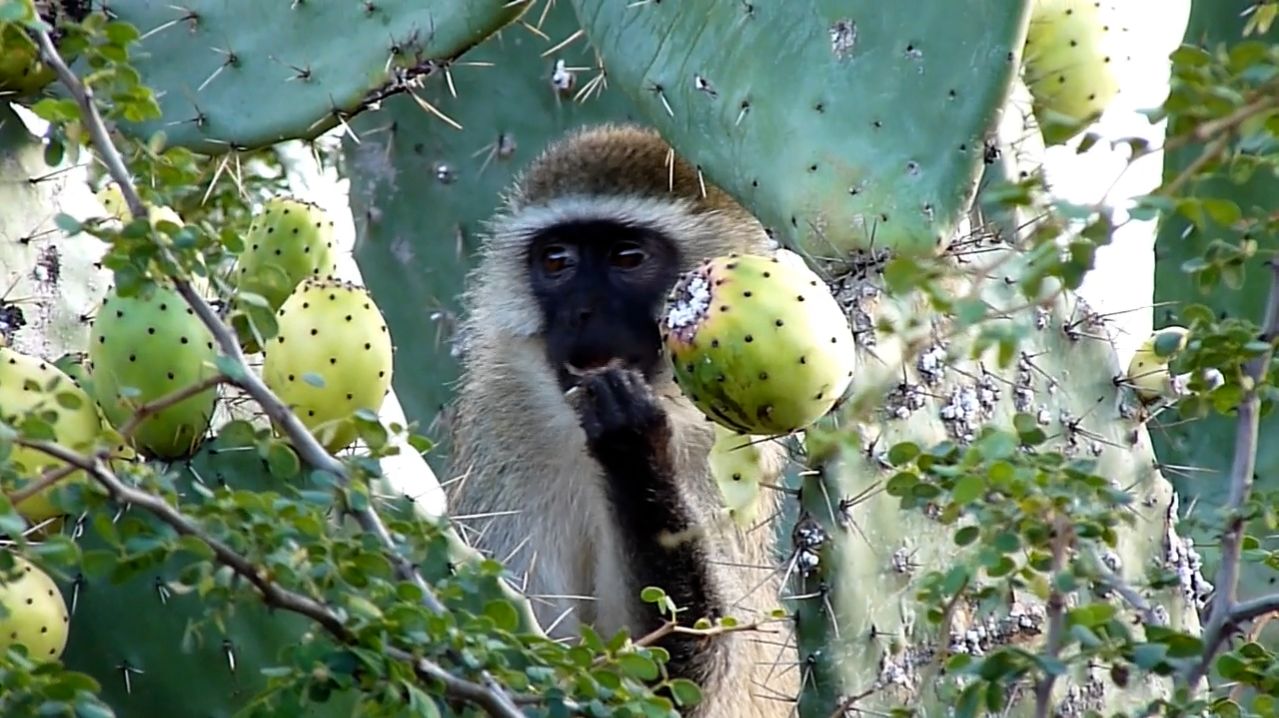 Обезьяна обедает