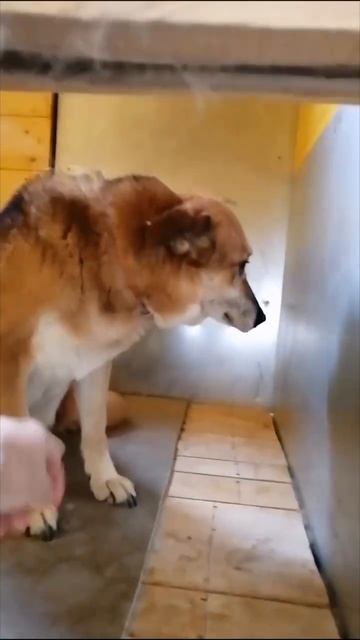 Нежная, ласковая девочка — и никому не нужна