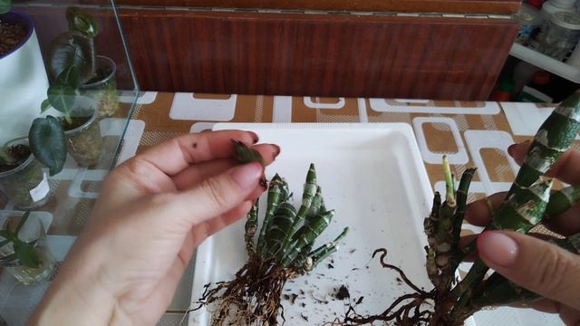 Орхидея Хизис. Деление и посадка в новый грунт.