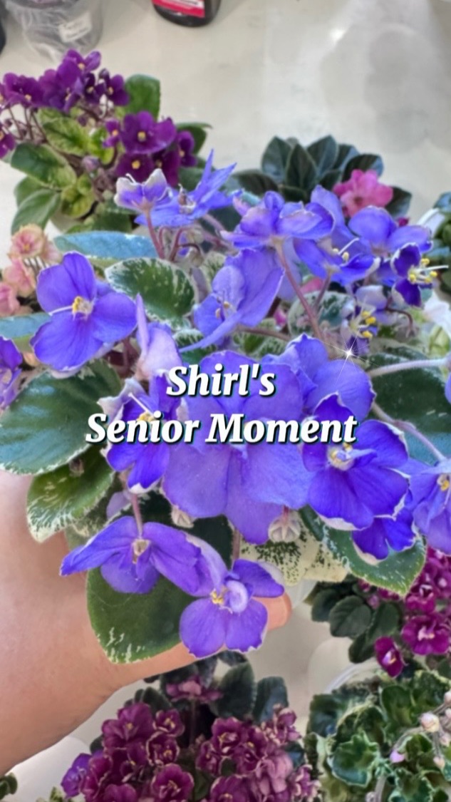 Shirl's Senior Moment (S. Sanders)