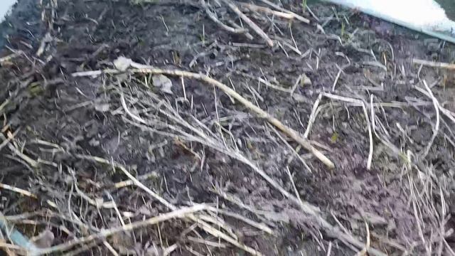 ОПРЫСКИВАЮ ХВОЙНЫЕ ОТ БОЛЕЗНЕЙ.