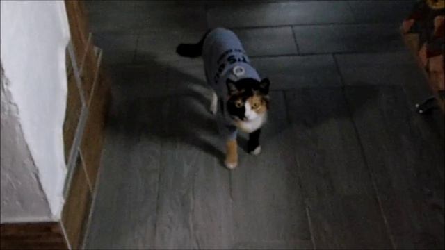 ч.19 Восточный