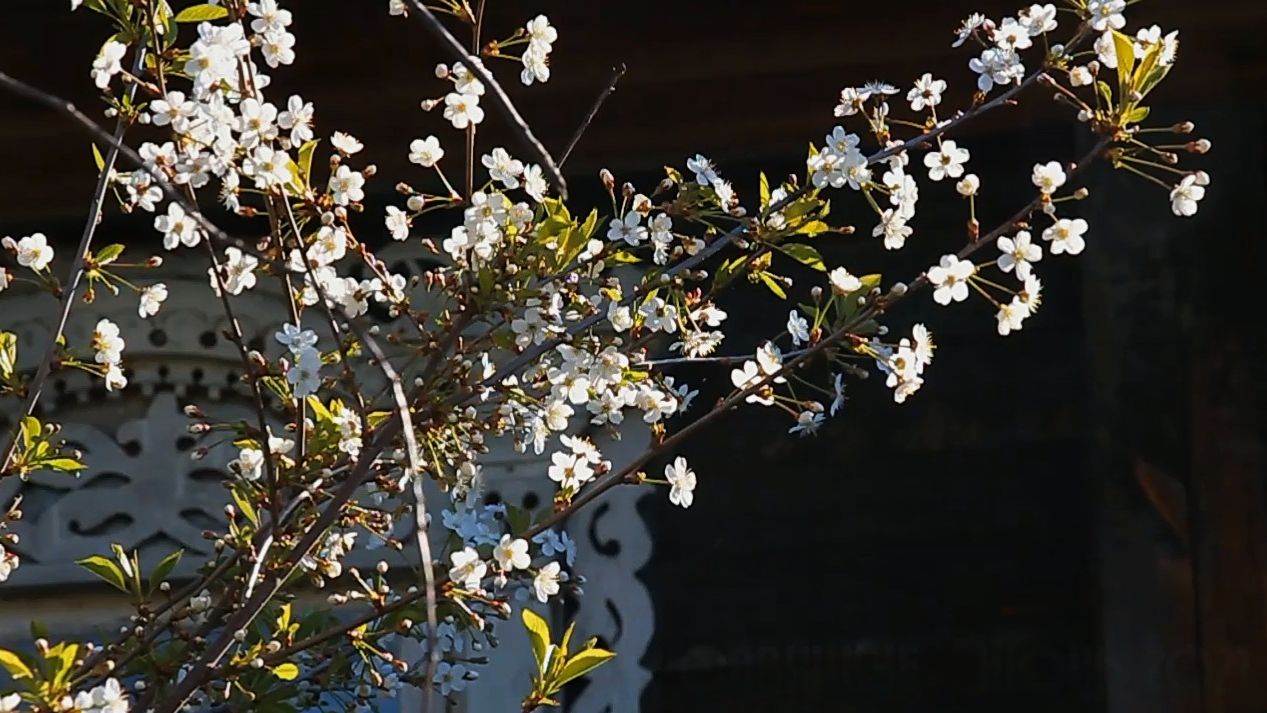 ПРОСЫПАЙТЕСЬ, ТАБАКОВОДЫ, НАЧАЛО СЕЗОНА! «ВЕЧНЫЙ МАЙ» поэтический клип моего стихотворения