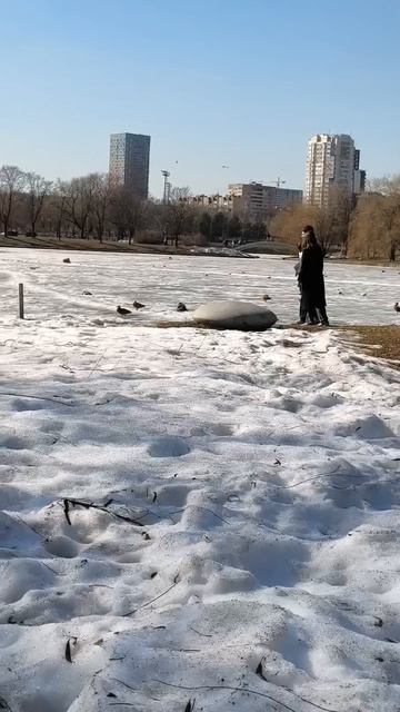 И снег, и солнце, и утки. МОСКВА...