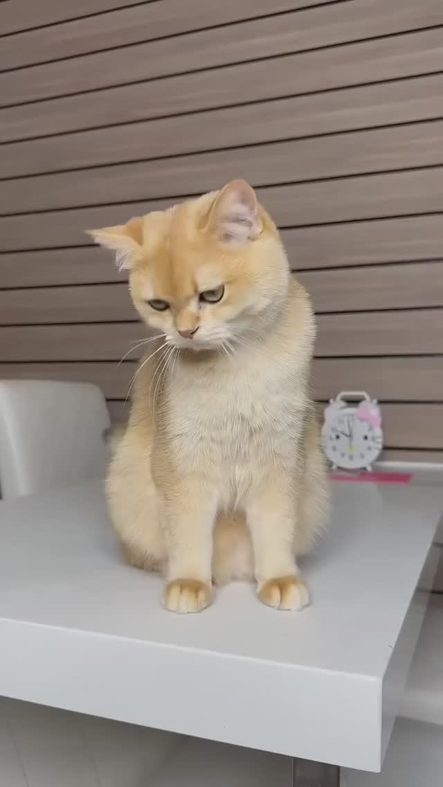 Мося чуть не потеряла свою лучшую подругу… #кошка #кошки