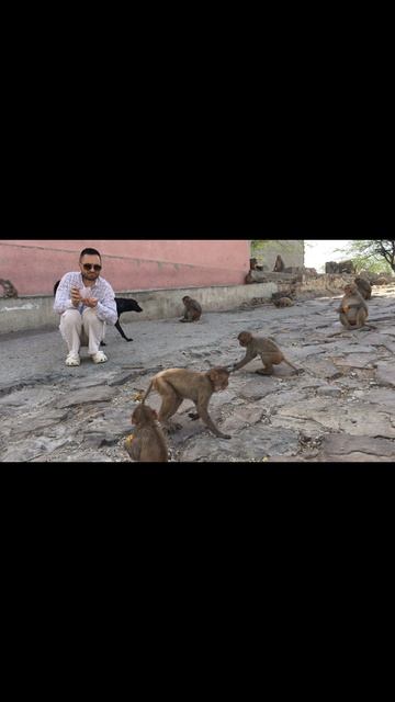 кормление обезьян в Джайпуре