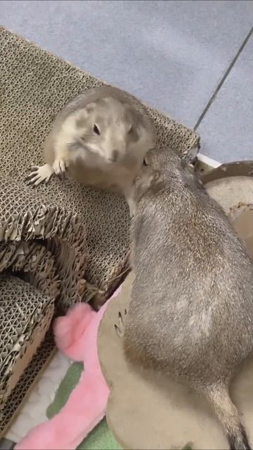 Сурок дёрнул хвост сородичу, а потом извинился.