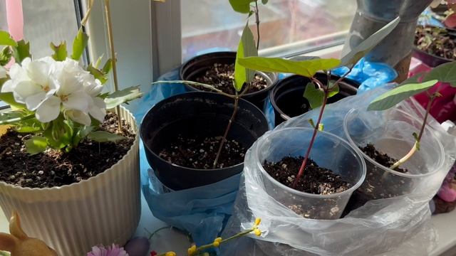 ВЛОГ. УТРО/КУКУРУЗНЫЕ БЛИНЧИКИ/АПЕЛЬСИНОВЫЙ КУРД/РАССАДА