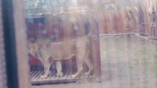 280326г ШЕРхан покоряет Киару грозно порычал во весь рост потом перекличку пропелКиаре [get.gt]