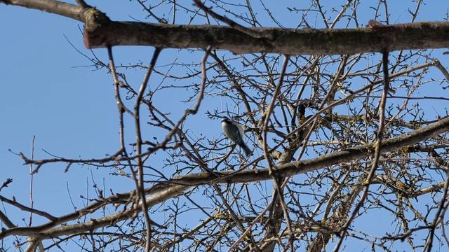 Весенняя Москва. Первые почки. Полевая мышь. Галки. Голуби. Уточки. Птицы. Март 2026