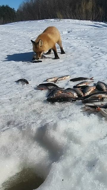 Дикая природа.Лиса.