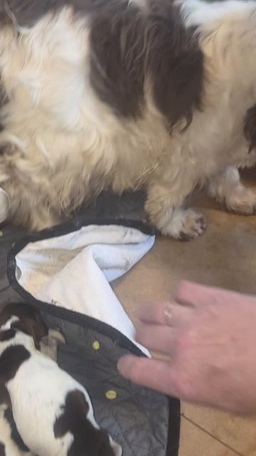 Щенки Английского кокер-спаниеля. Рождение 25.03.2026