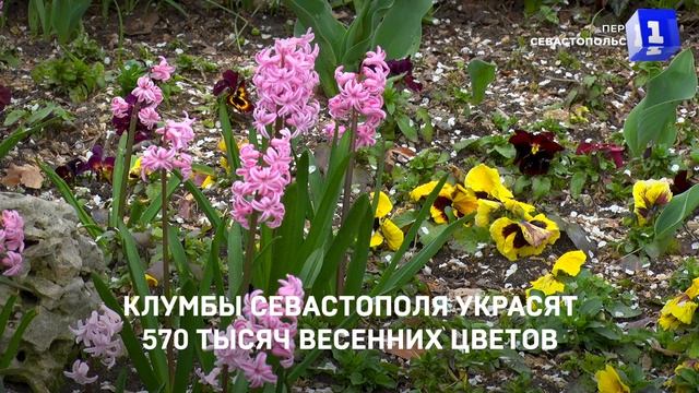 Клумбы Севастополя украсят 570 тысяч весенних цветов