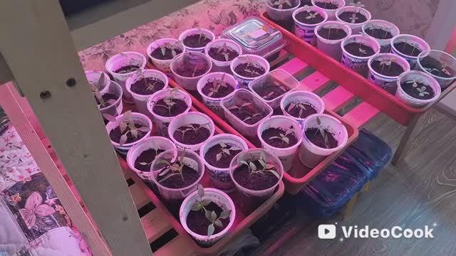 Влог/ 251/ Рассада/ Беседа с мамулей, деменция..