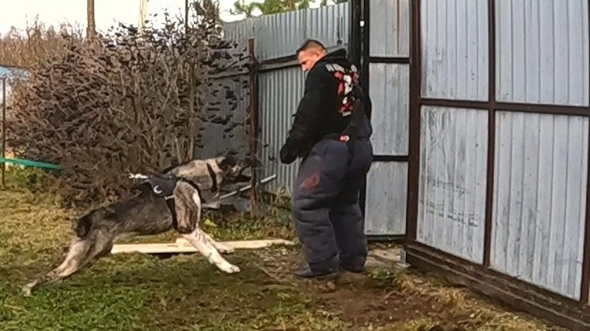 Как охраняет щенок в 9 месяцев от аборигенных овчарок Таджикистана