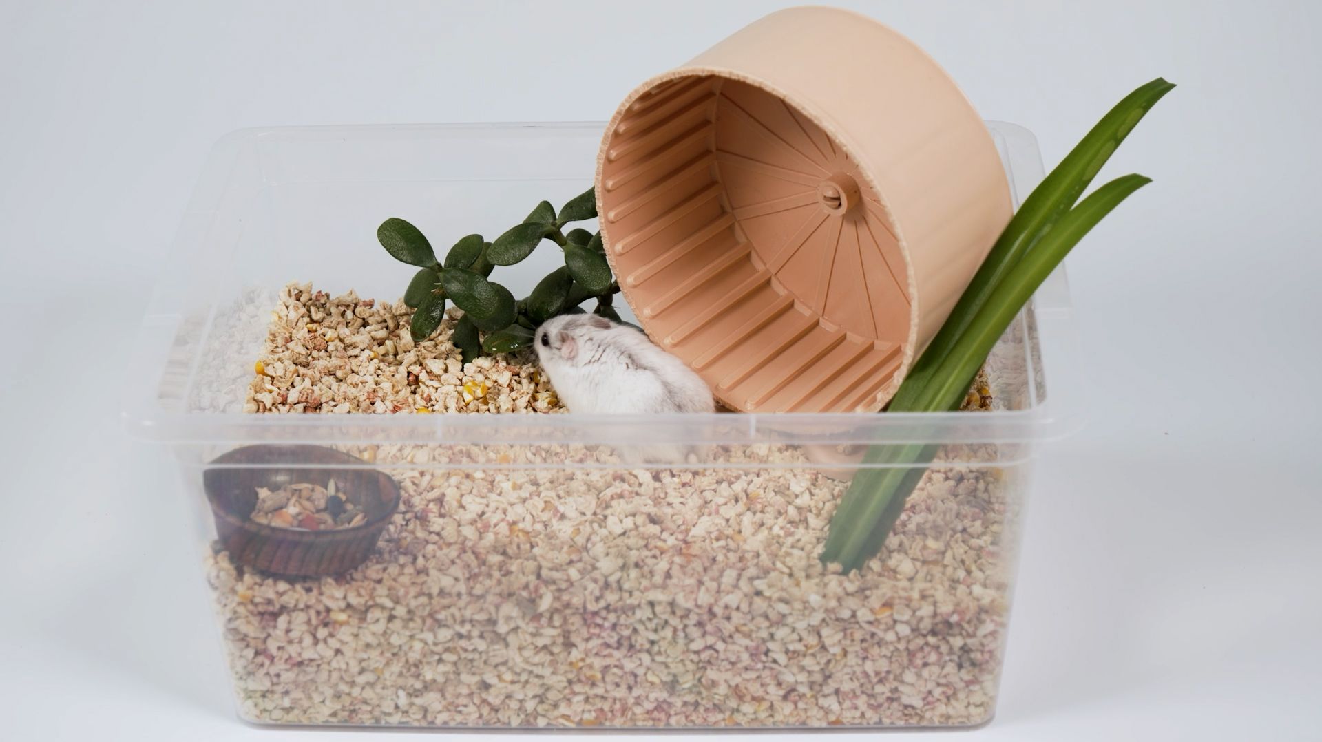 FinVetFocus - Corn cob litter bedding