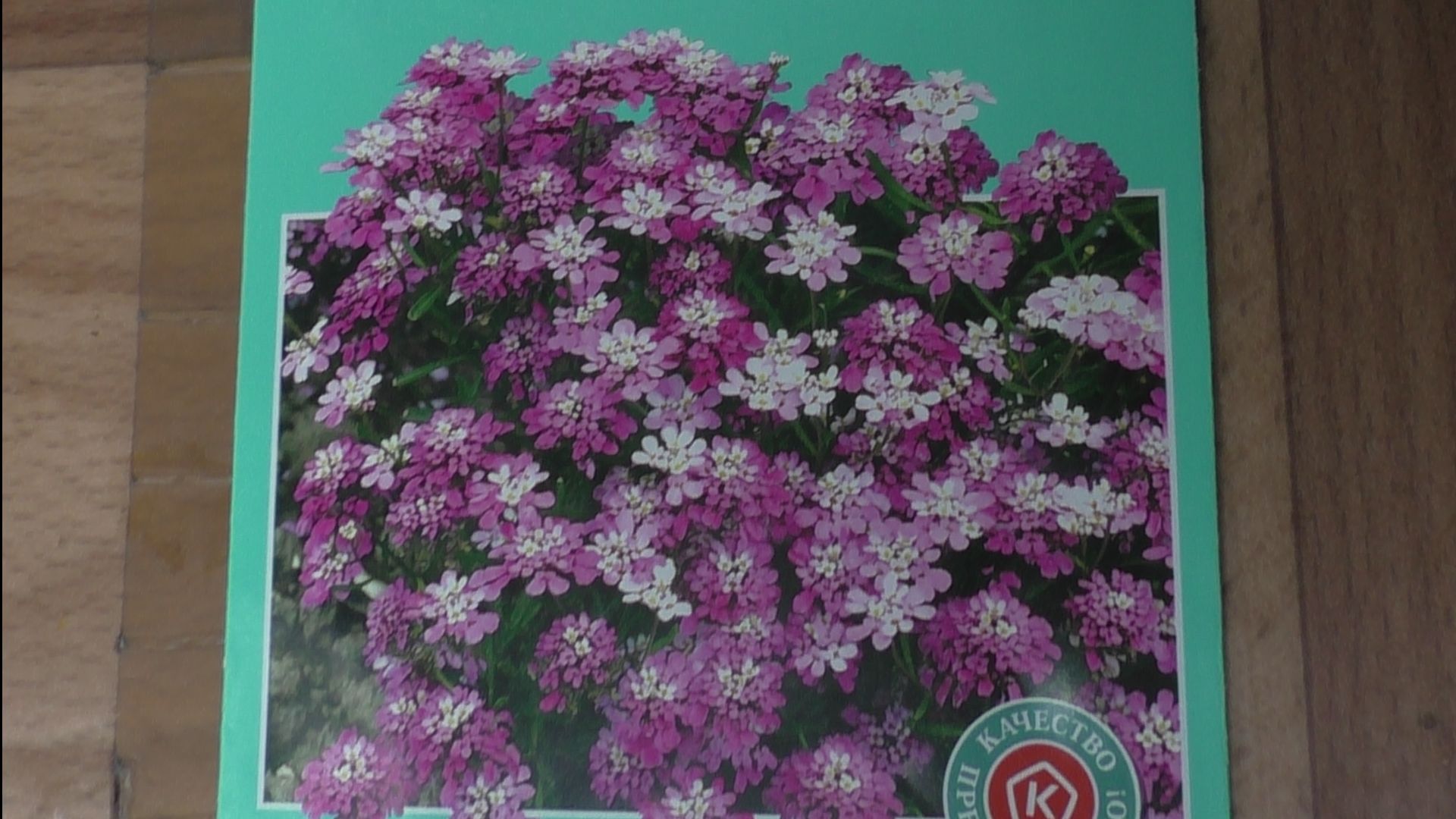 Рассаде ибериса месяц