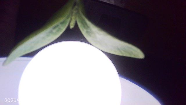 Для улучшения фотосинтеза в молодом кабачковом растении ...